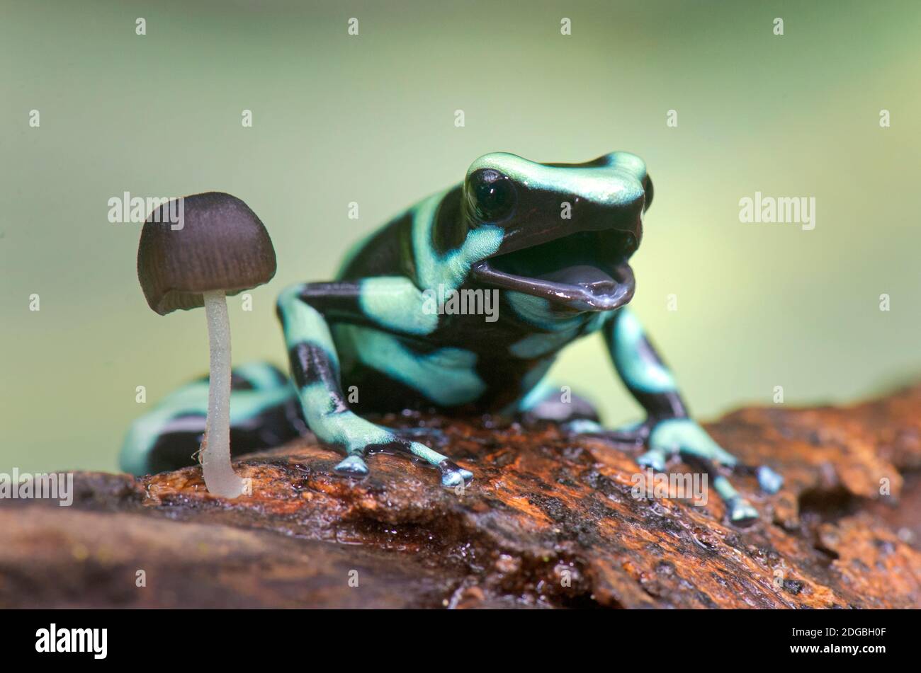 Grenouille de dard poison vert et noir Banque de photographies et d ...