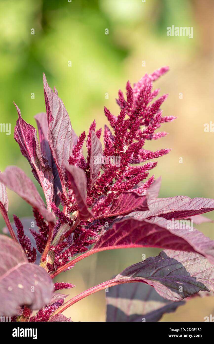 Amaranthus hybridus Banque de photographies et d’images à haute ...