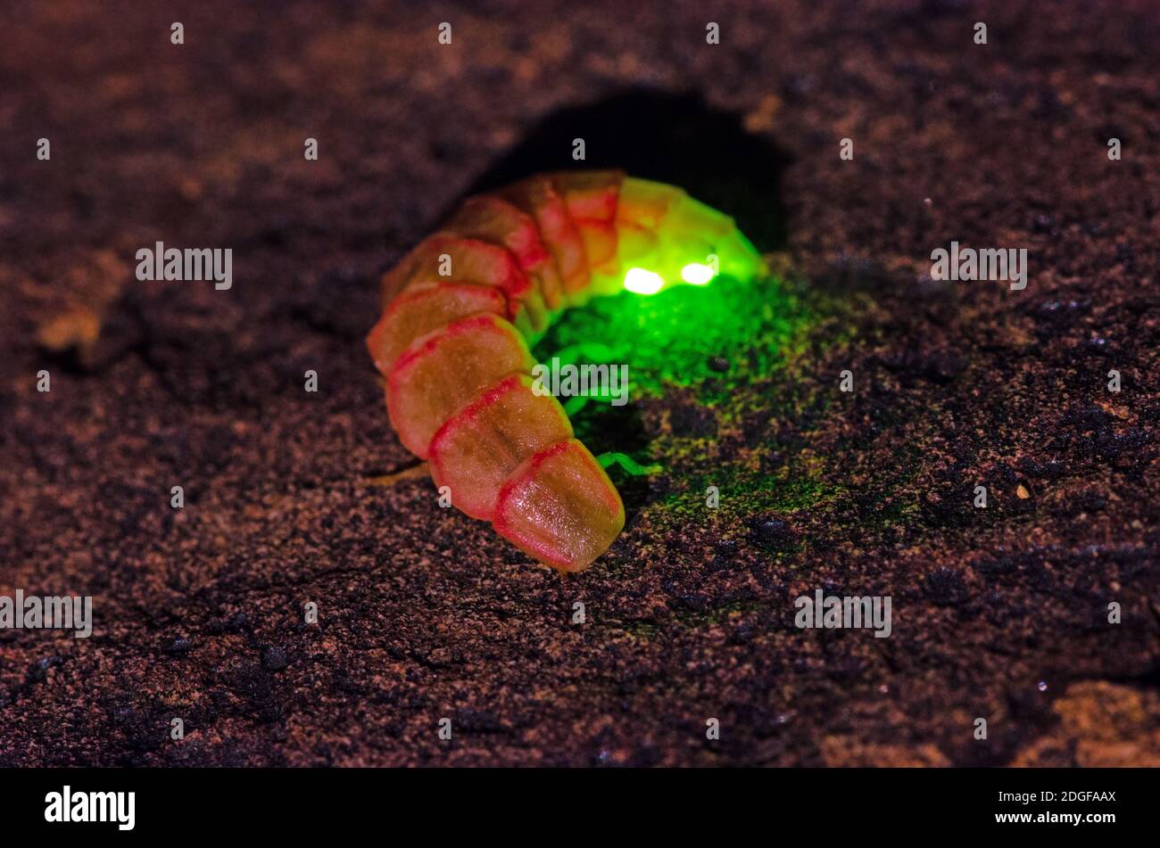 Firefly larva Banque de photographies et d’images à haute résolution ...