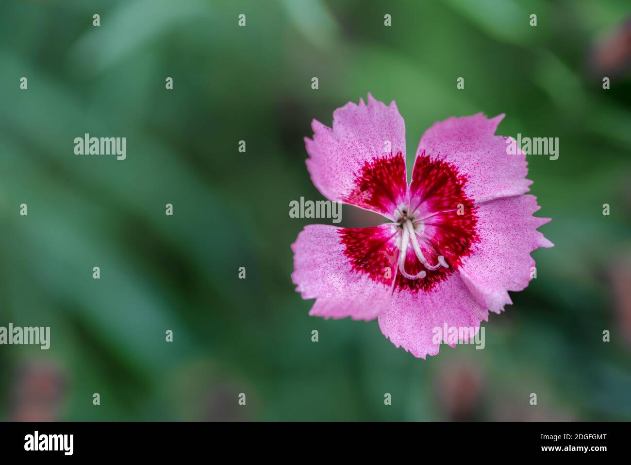 Rose clair Banque de photographies et d’images à haute résolution - Alamy