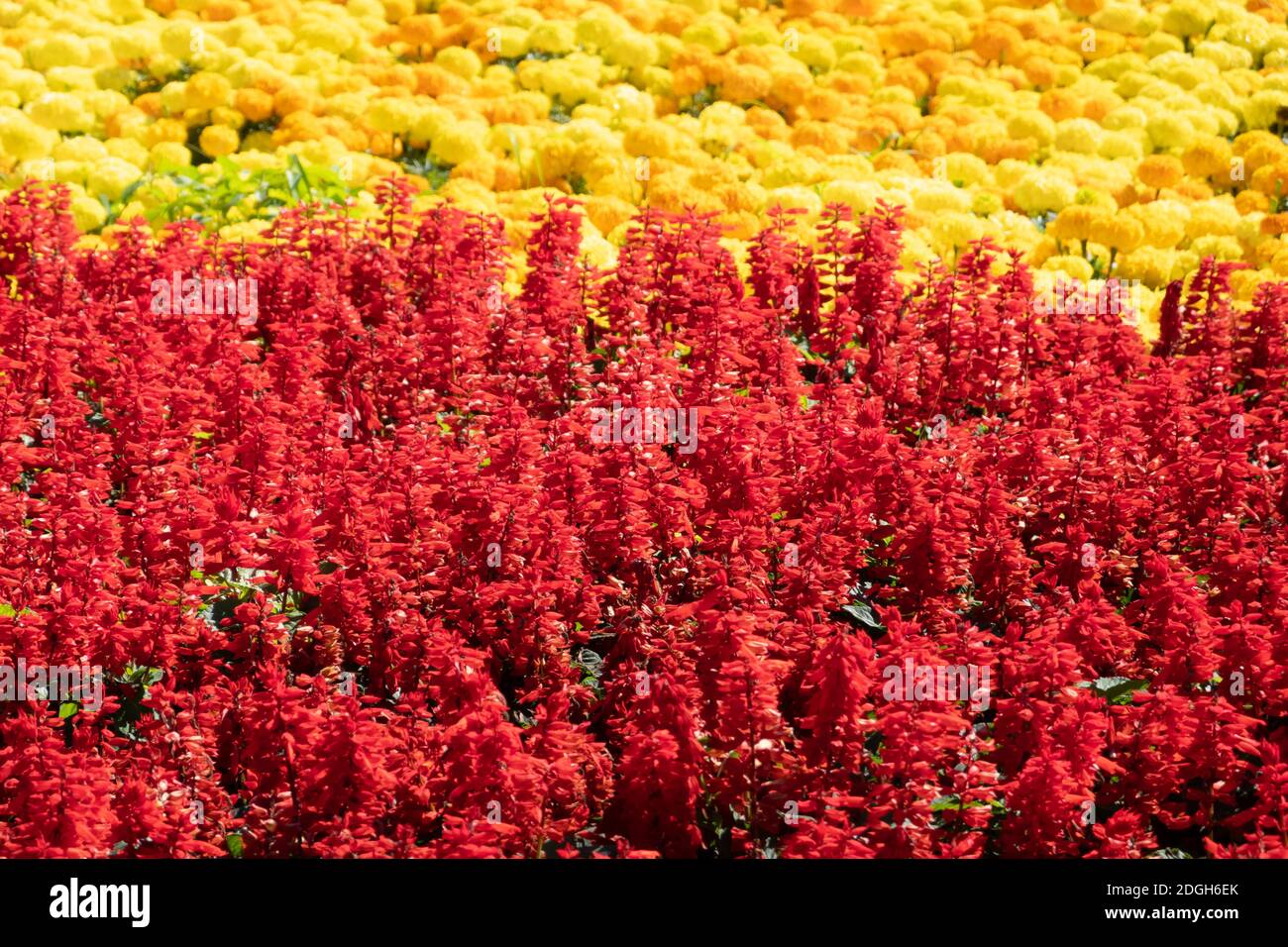 Plante de sauge écarlate Banque de photographies et d’images à haute ...
