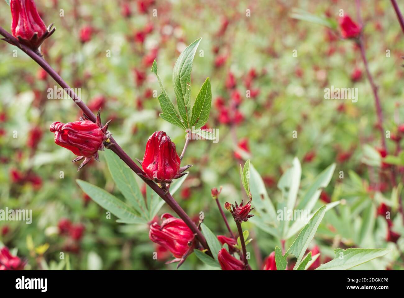 Champ de roselle Banque de photographies et d’images à haute résolution ...