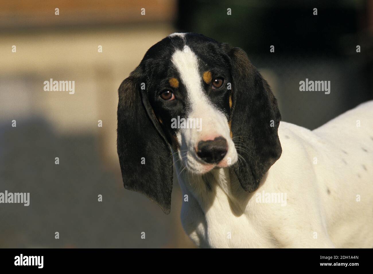 Chien ariegeois Banque de photographies et d’images à haute résolution ...