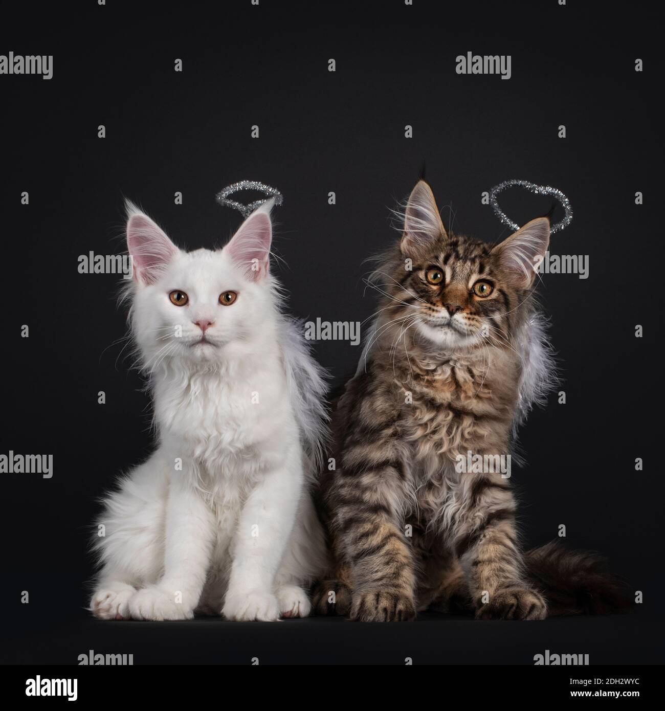Tabby blanc et noir Uni chatons de Maine Coon, portant le halo d'argent ...