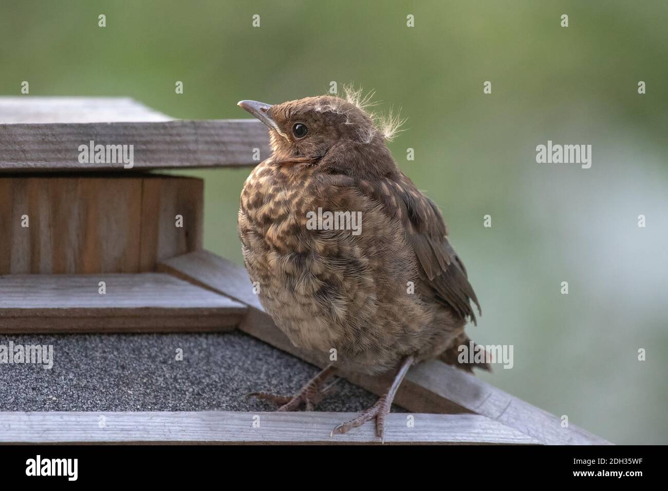 Jeune merle Banque de photographies et d’images à haute résolution - Alamy
