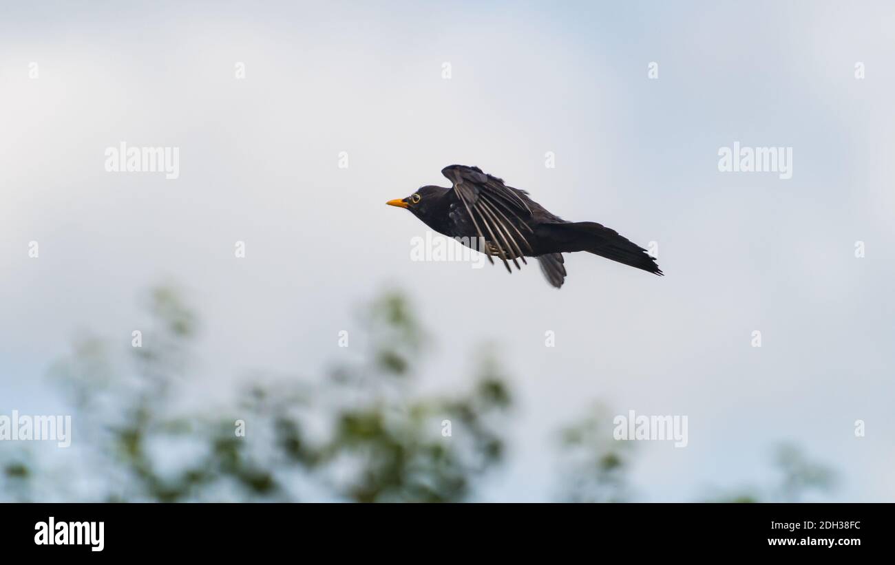 Turdus merula flying Banque de photographies et d’images à haute ...