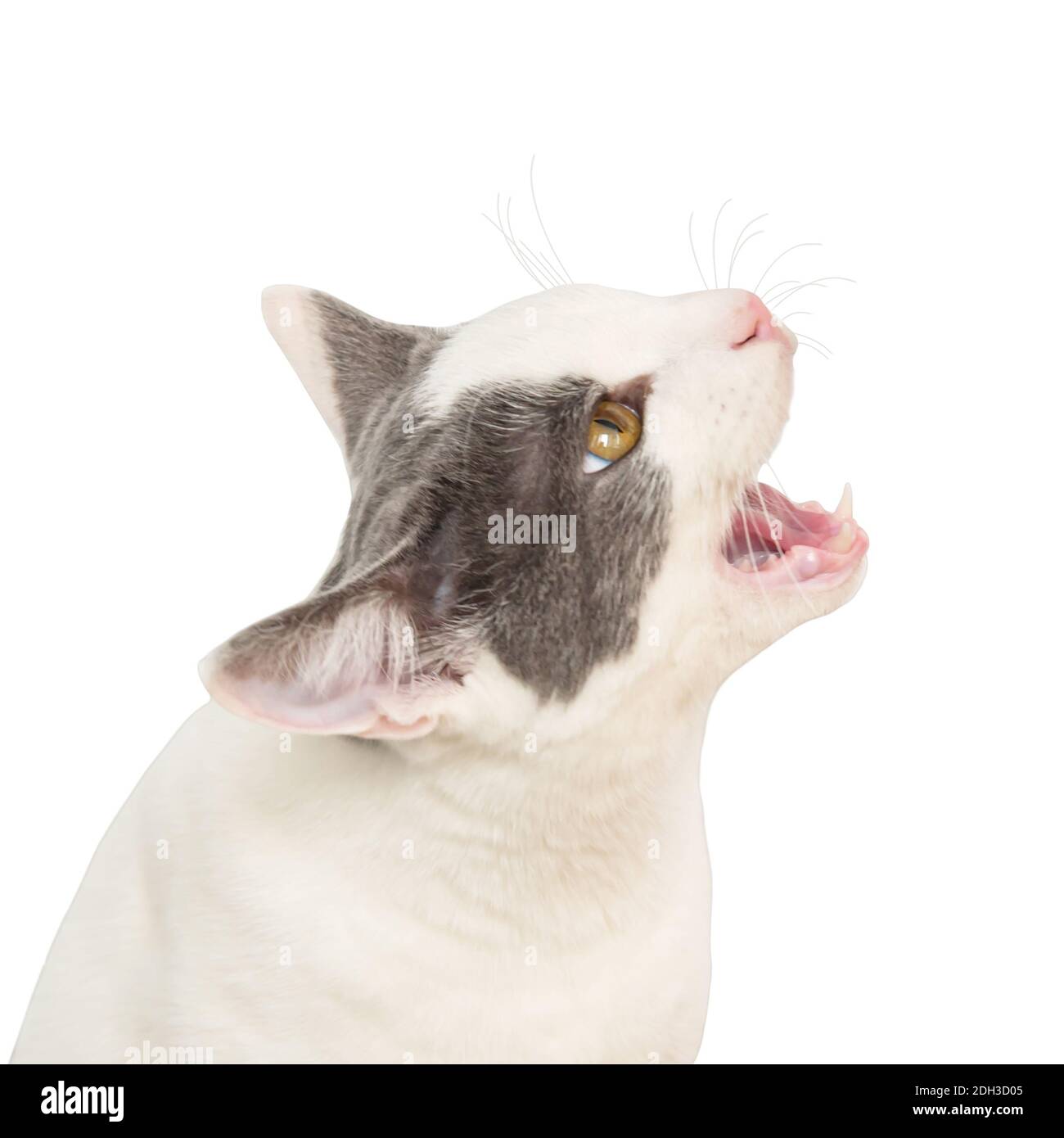 Chat Blanc En Colère Banque d'image et photos - Alamy