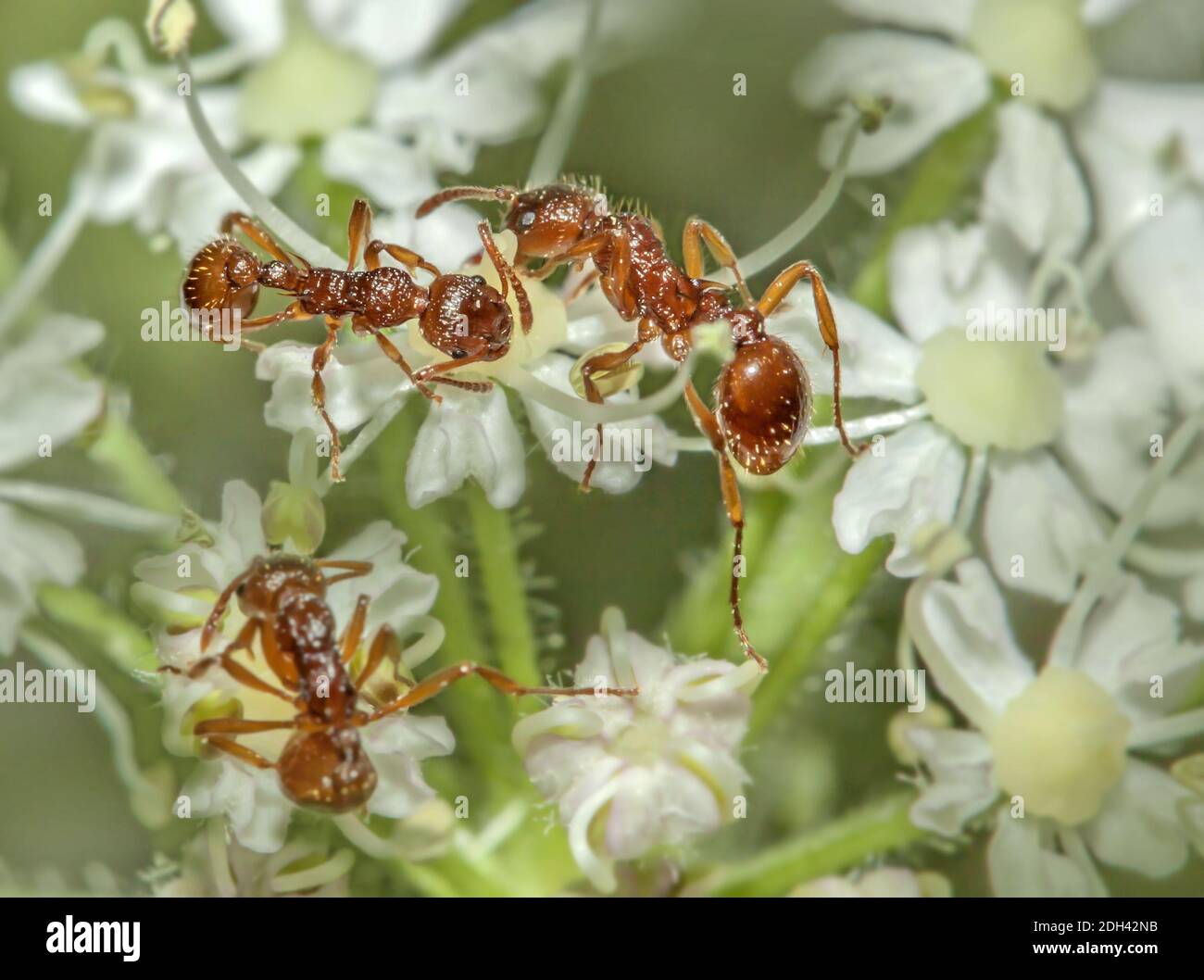 Fourmi rouge Banque de photographies et d’images à haute résolution - Alamy