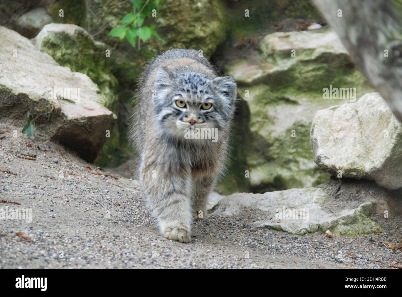 Chat manul ou pallass Banque de photographies et d’images à haute ...
