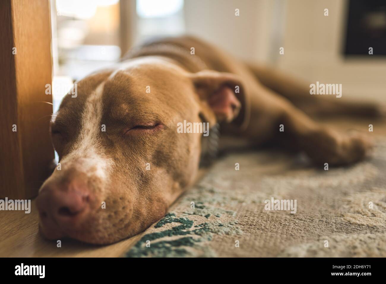 American staffordshire terrier lying on Banque de photographies et d ...