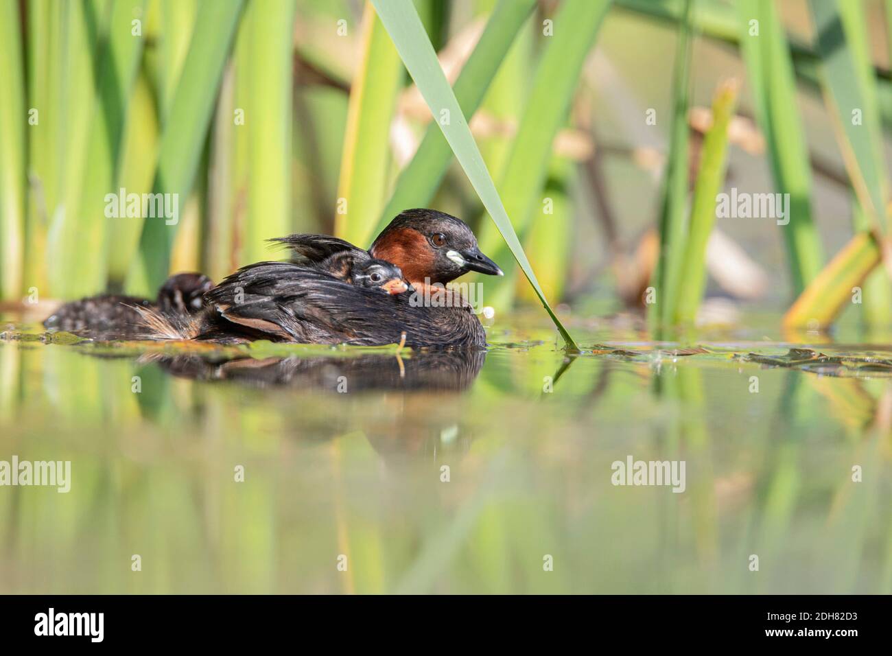 Petit grèbe (Podiceps ruficollis, Tachybaptus ruficollis), nageant avec ...