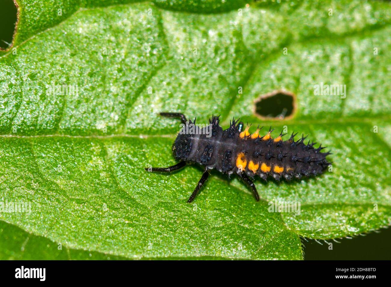 Stade de larven Banque de photographies et d’images à haute résolution ...