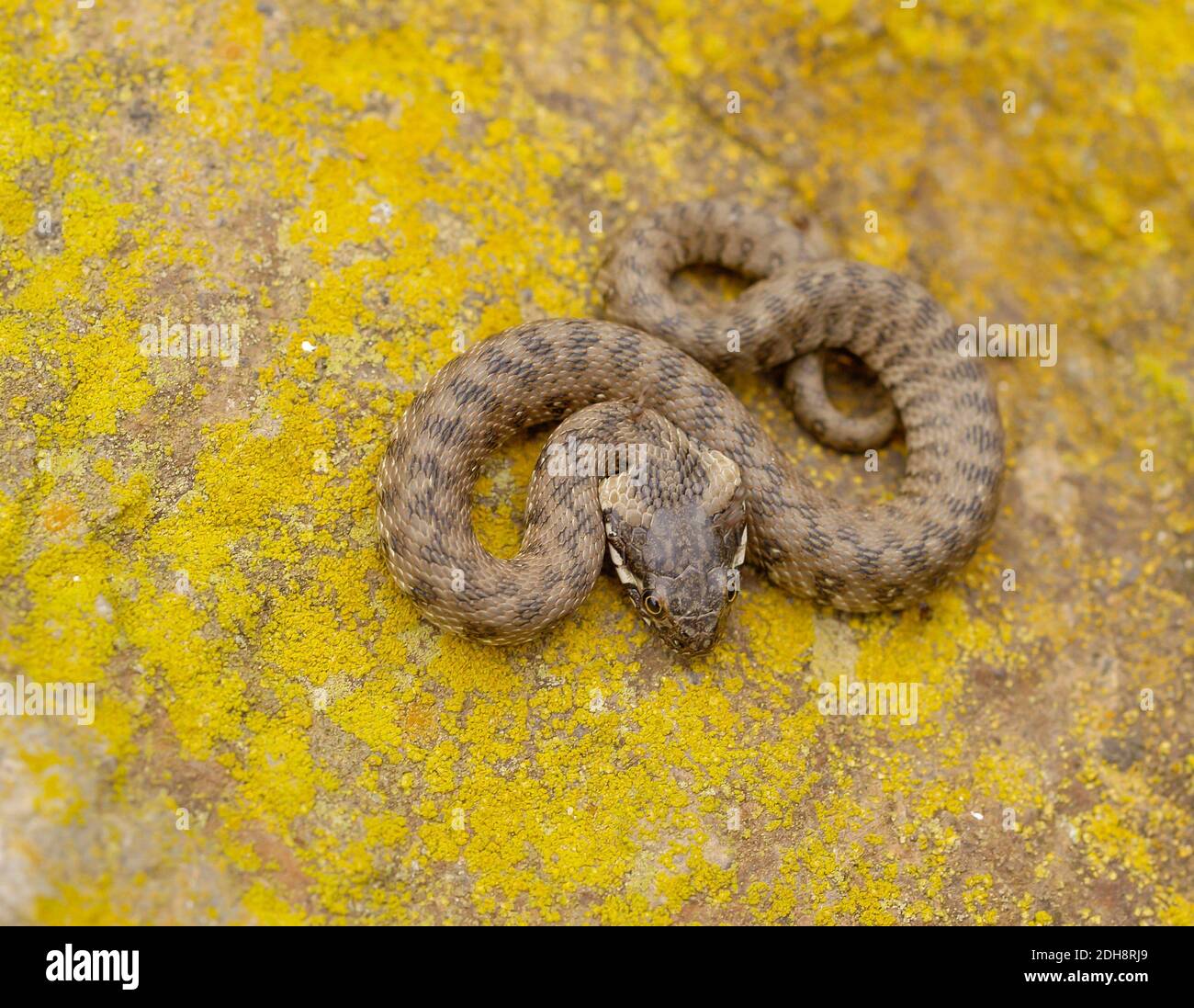 Viperine snake natrix maura spain Banque de photographies et d’images à ...