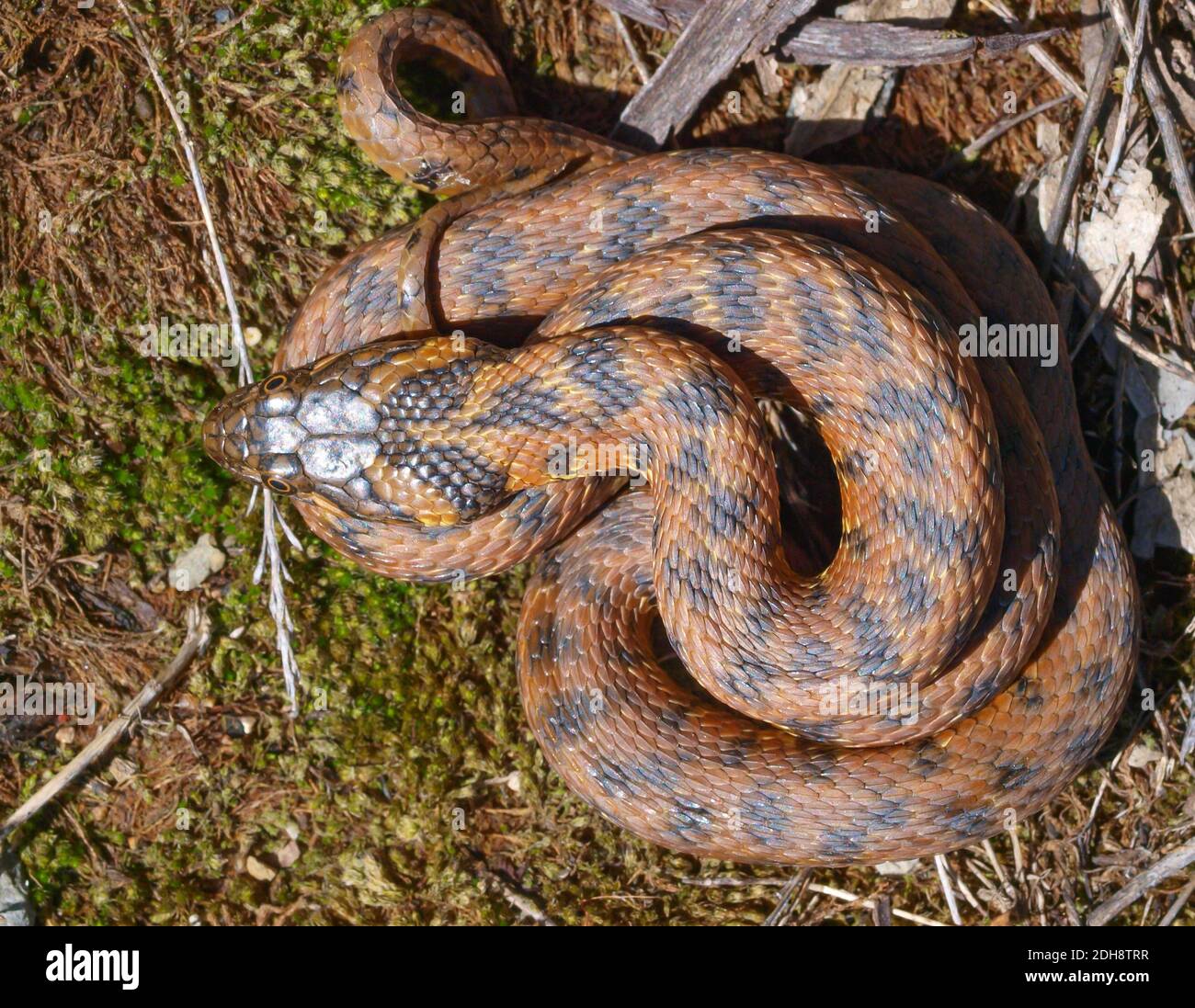 Viperine snake natrix maura spain Banque de photographies et d’images à ...
