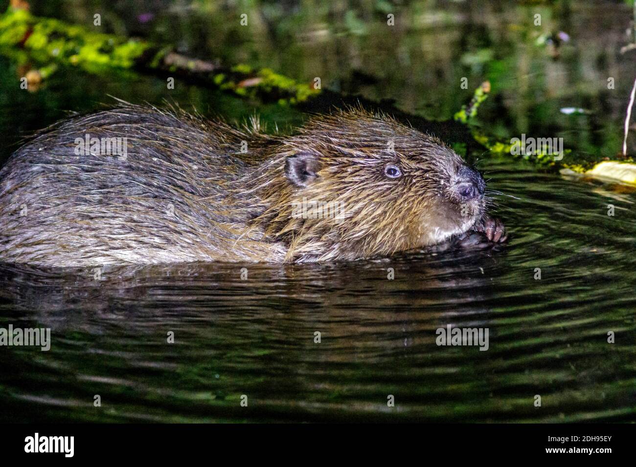 Europaischer biber Banque de photographies et d’images à haute ...