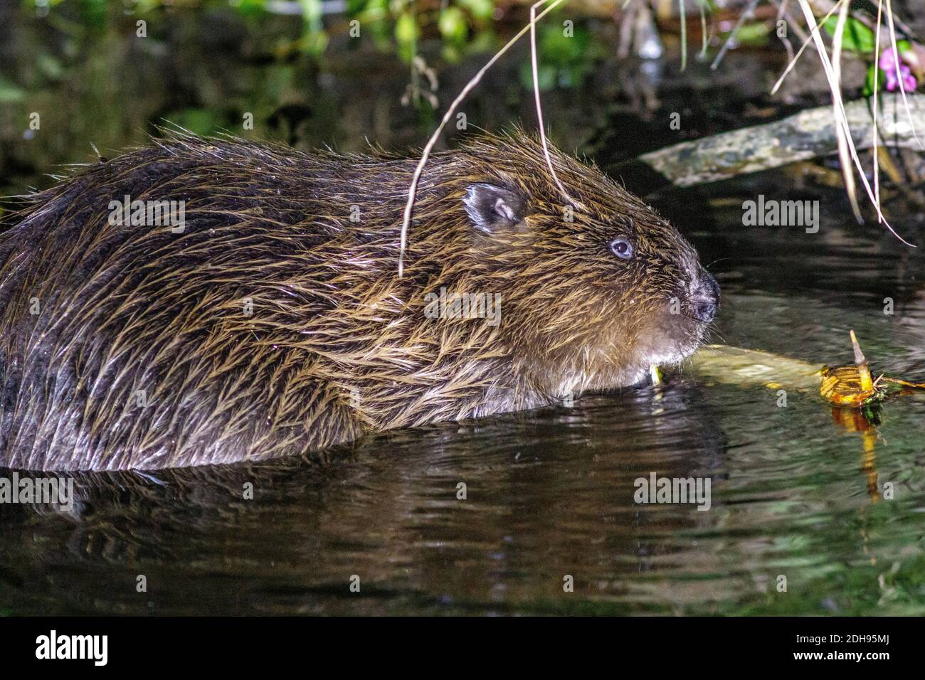 Europaischer biber Banque de photographies et d’images à haute ...