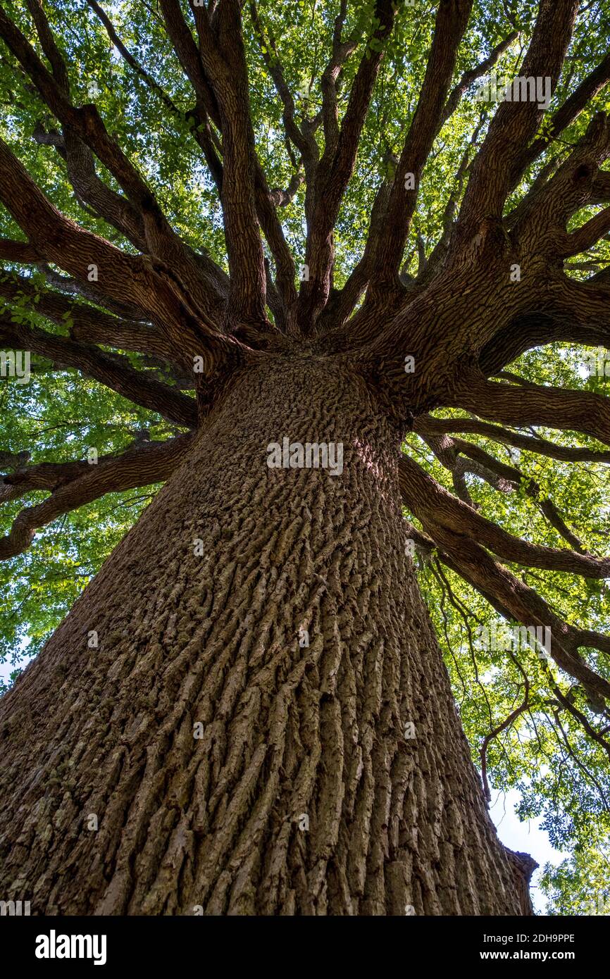 Chêne remarquable "chene de l’ascension" dans la forêt de Rambouillet ...