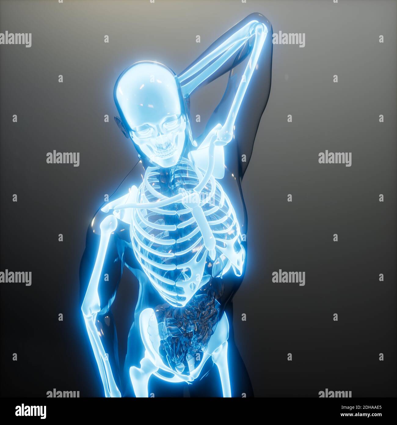 Corps Humain transparent avec les os visibles Photo Stock - Alamy