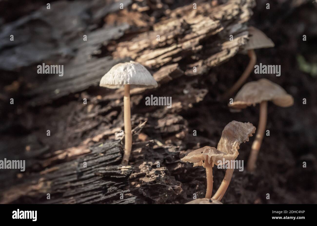 Champignons coniques Banque de photographies et d’images à haute ...