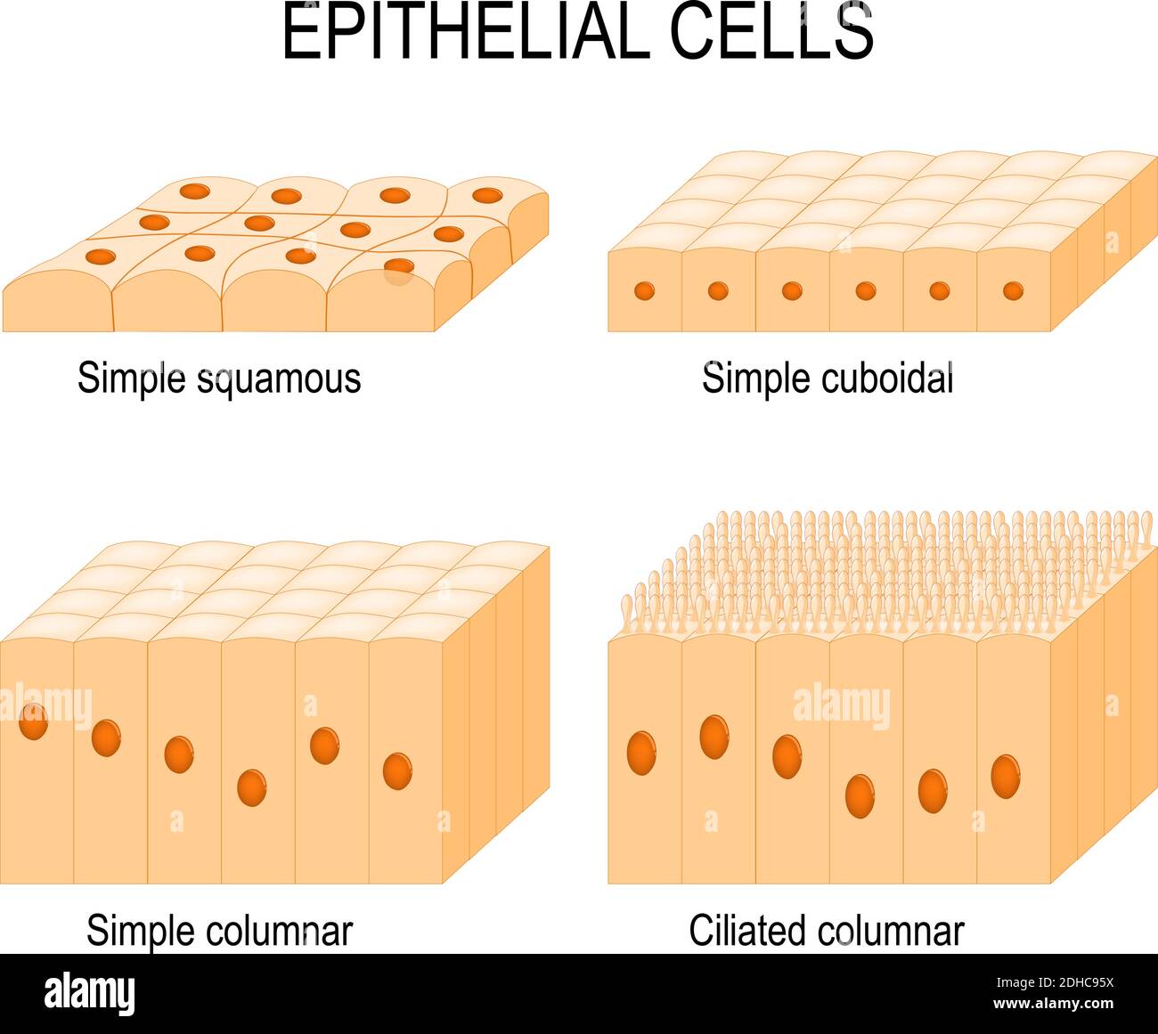 Types de cellules épithéliales : cellules cilliées par colonnes ...