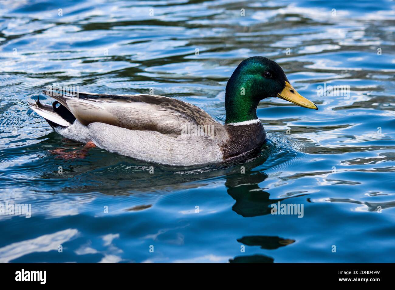 Eau bleue de canard Banque de photographies et d’images à haute ...