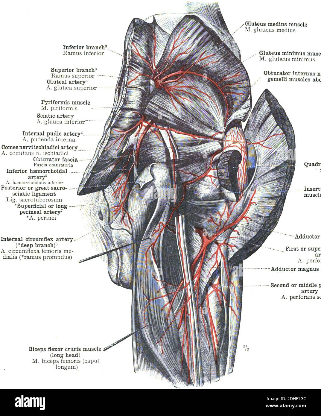 Fosse poplitée Banque de photographies et d’images à haute résolution ...