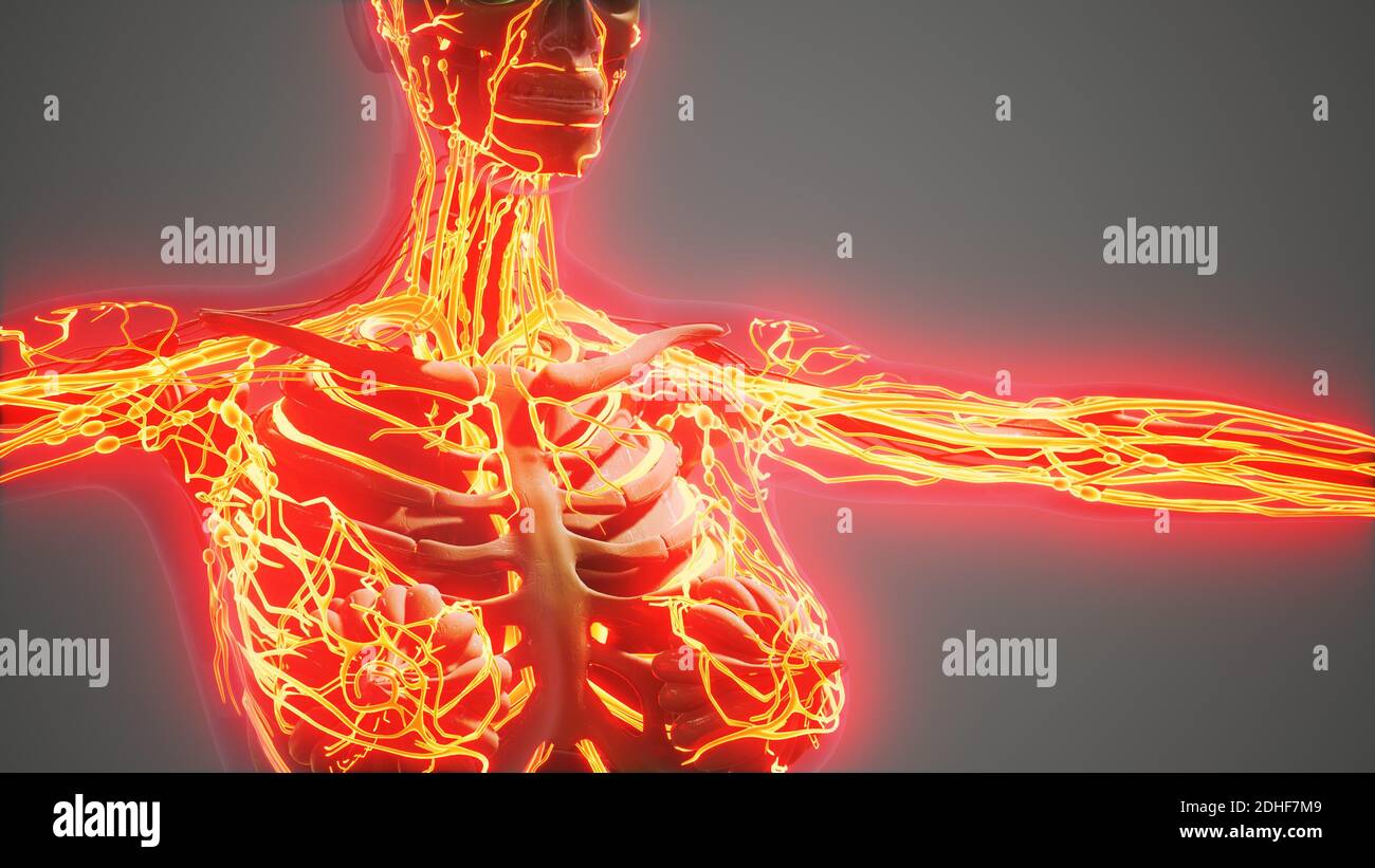 Science anatomie des vaisseaux sanguins humains Photo Stock - Alamy
