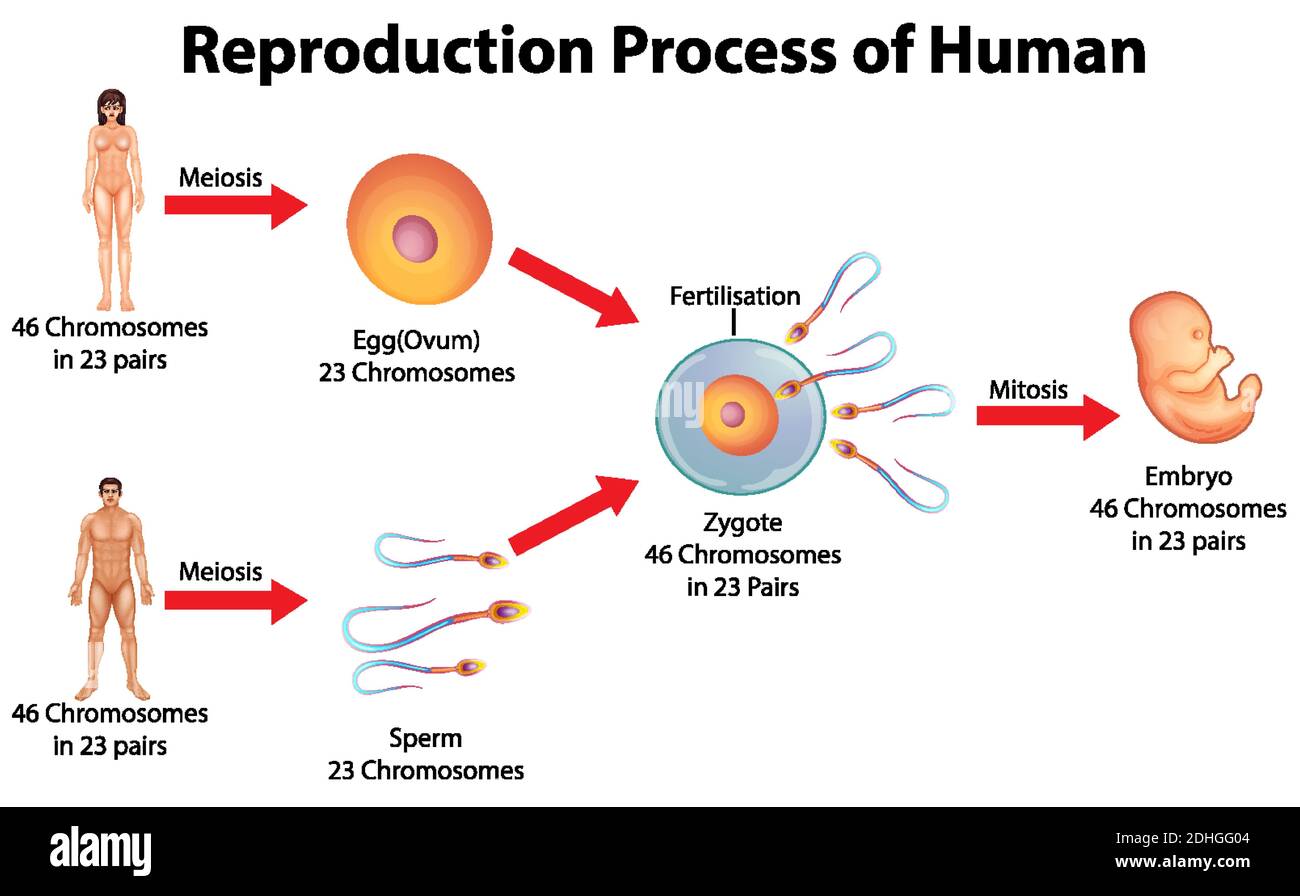 Pathologie de la reproduction Banque de photographies et d’images à ...