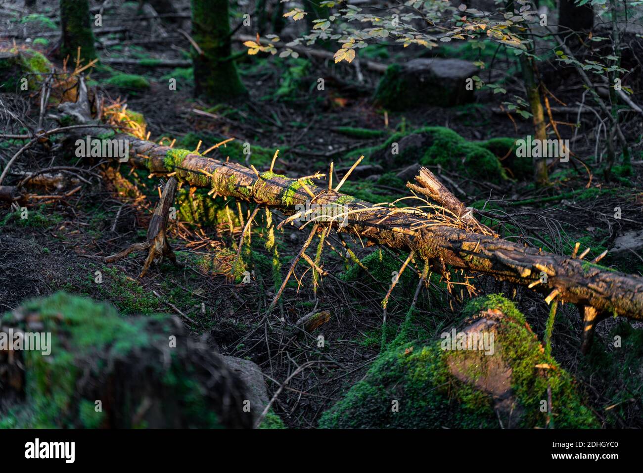 Forêt de feuillus nordique Banque de photographies et d’images à haute ...