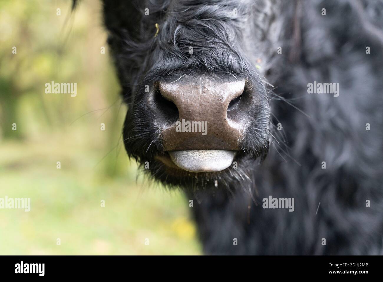 Langue de vache Banque de photographies et d’images à haute résolution ...