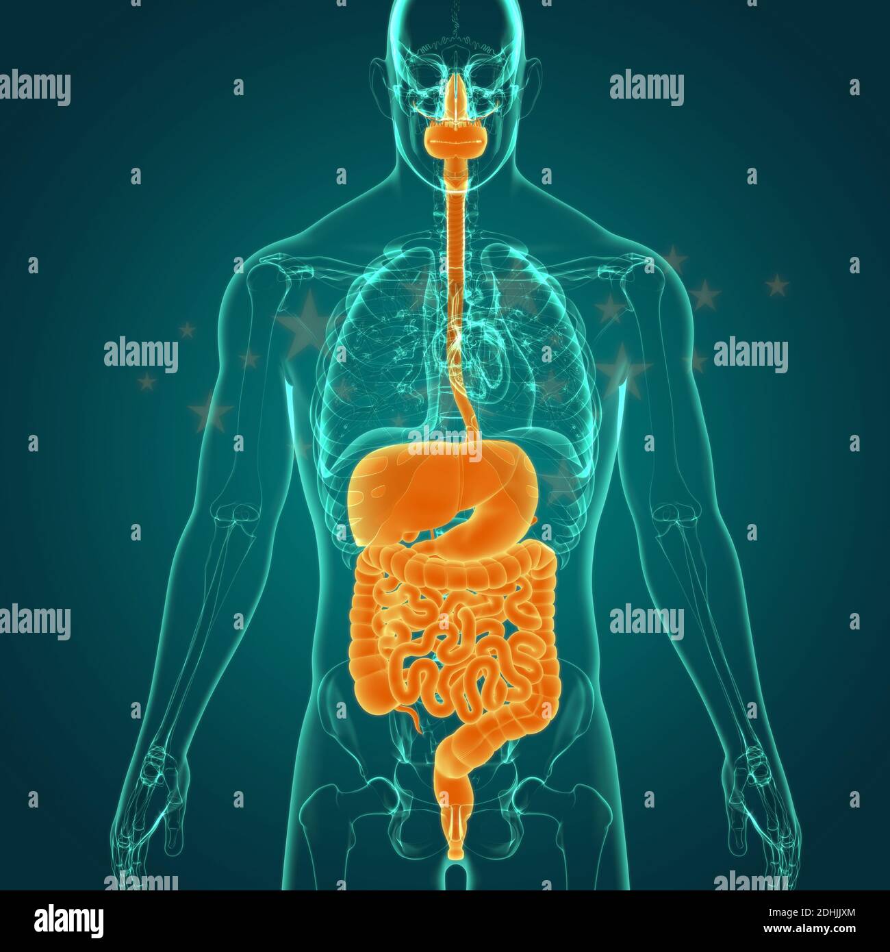Système digestif humain Anatomy for Medical concept 3D Illustration ...
