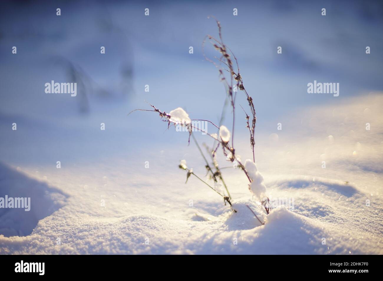 L'herbe sèche dans la glace pousse sur un champ de neige blanche Photo ...