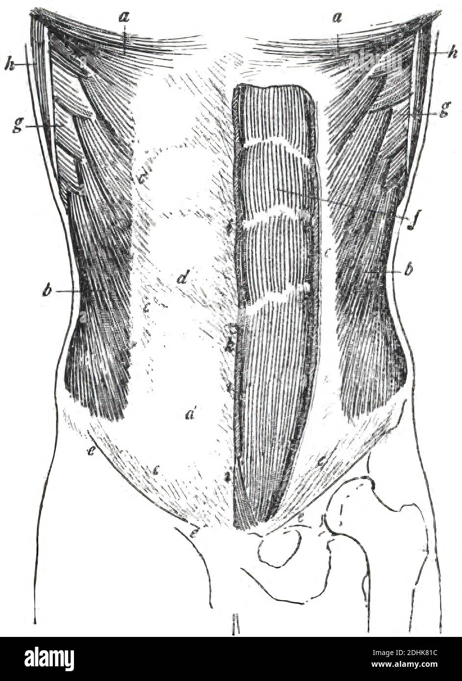 Anatomie De La Paroi Abdominale
