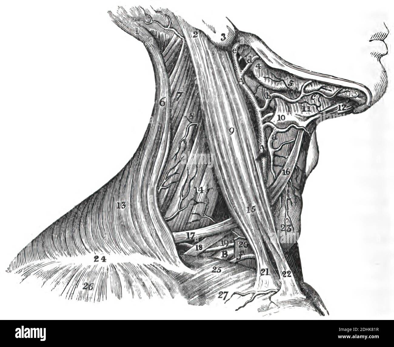 Digastric muscle Banque de photographies et d’images à haute résolution ...