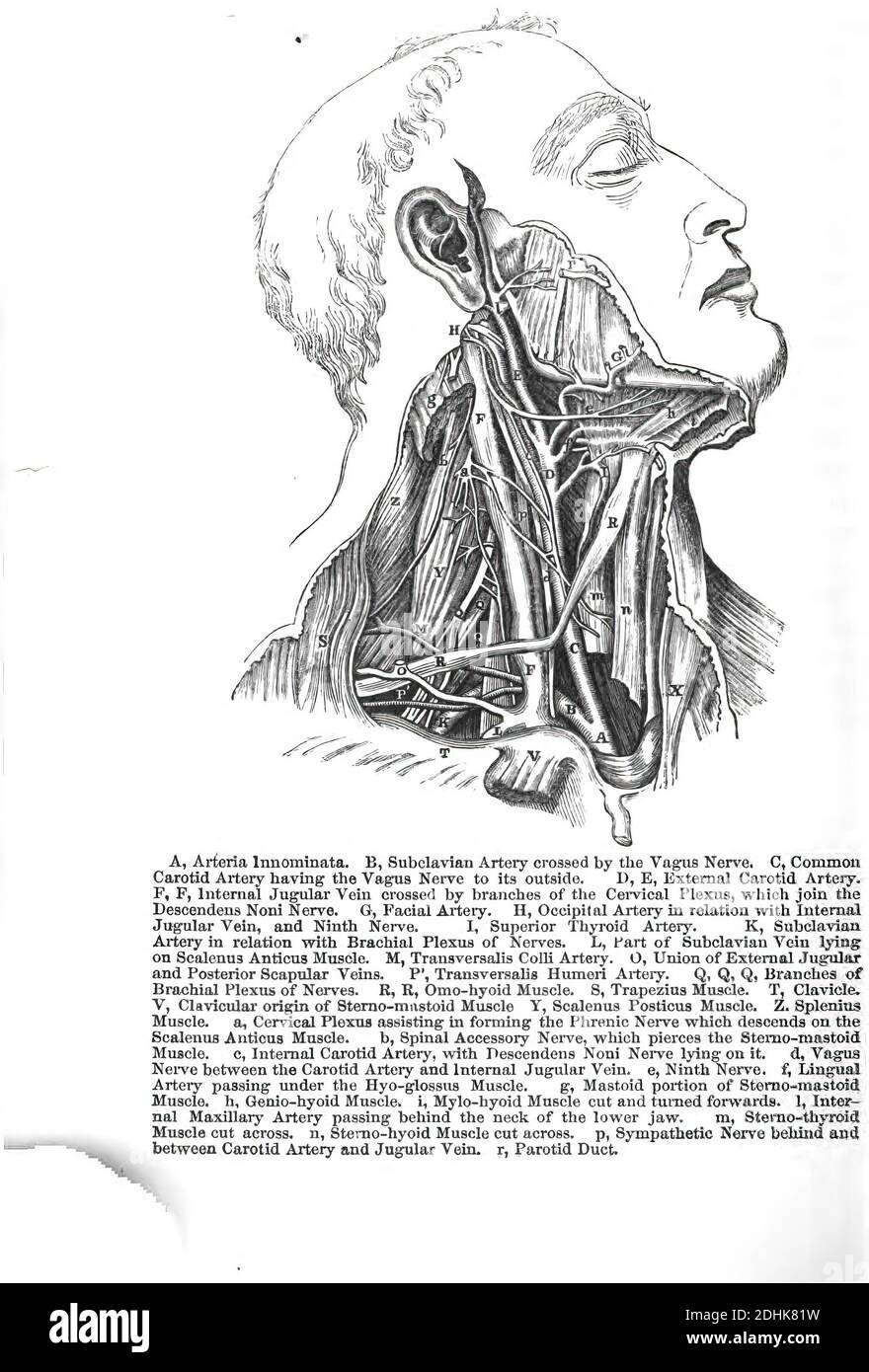 Les veines et les nerfs du cou Banque de photographies et d’images à ...