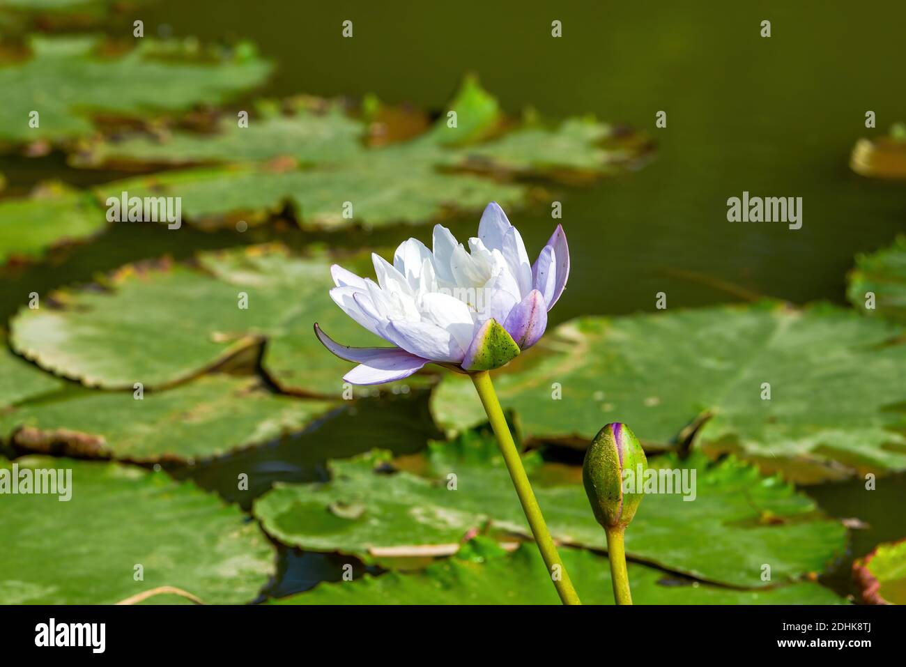Gros plan des feuilles de lotus et de lotus en fleurs dans l'étang ...