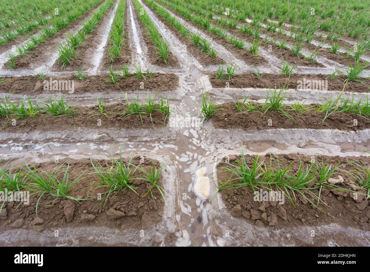 Irrigation par sillons Banque de photographies et d’images à haute ...
