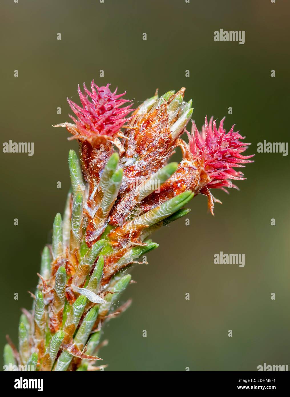 Fleurs femelles de pin sylvestre (Pinus sylvestris) du nord du Danemark ...