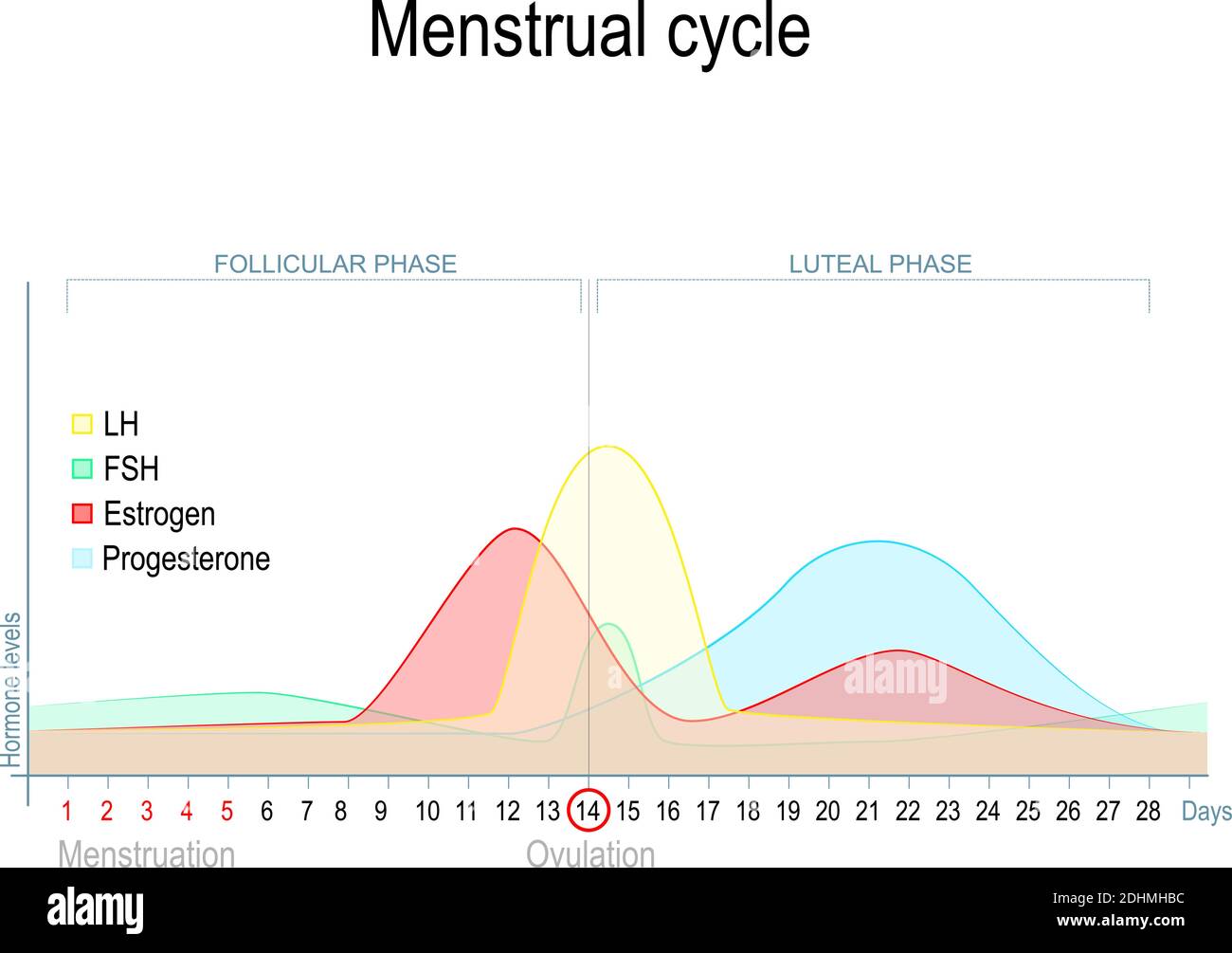 Cycle menstruel et niveau hormonal. Cycle ovarien : phase folliculaire et lutéale Image ...