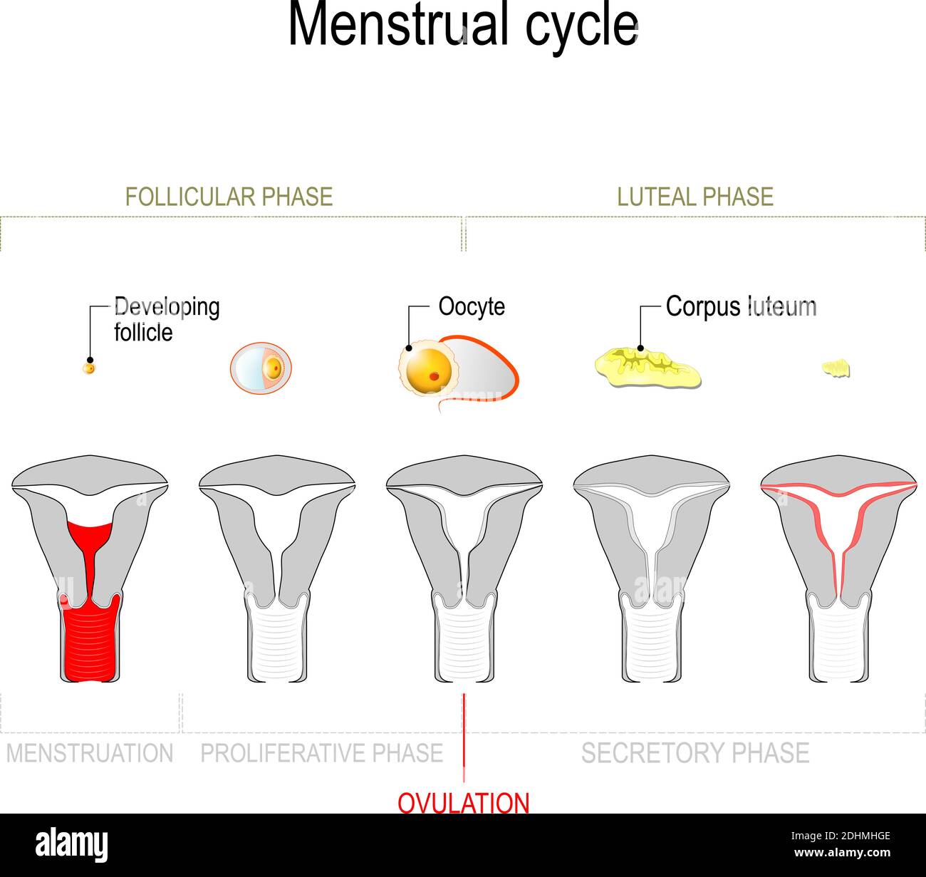 Cycle menstruel. Cycle ovarien : phase folliculaire et phase lutéale ...