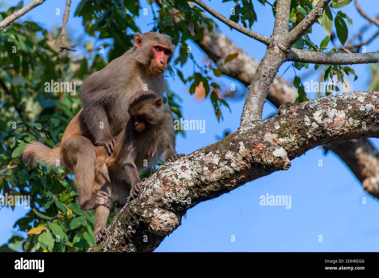 L'accouplement des singes Banque de photographies et d’images à haute ...