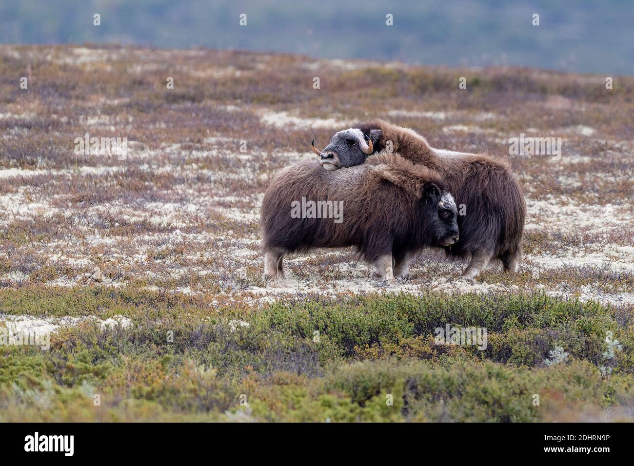 Paire de moschatus ovibos muskox Banque de photographies et d’images à ...
