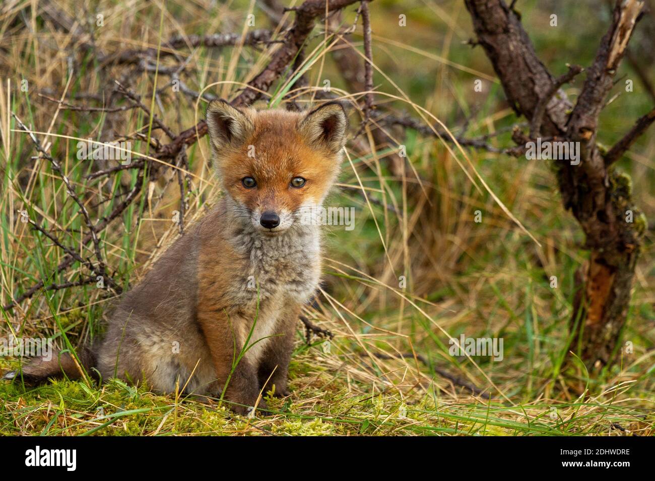 un jeune renard dans la forêt explorant son monde Photo Stock - Alamy