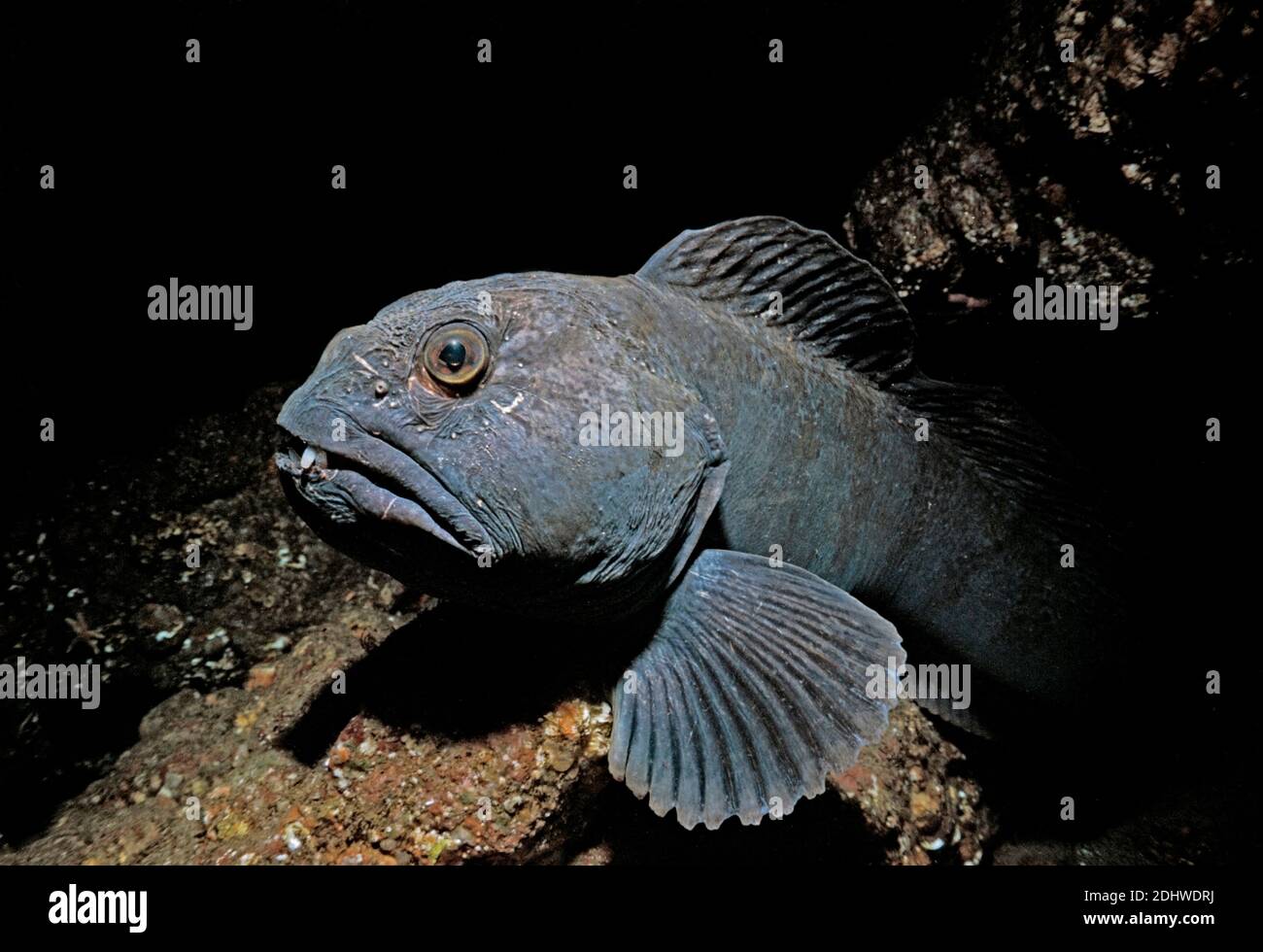 Wolf fish anarhichas lupus ocean fish Banque de photographies et d ...