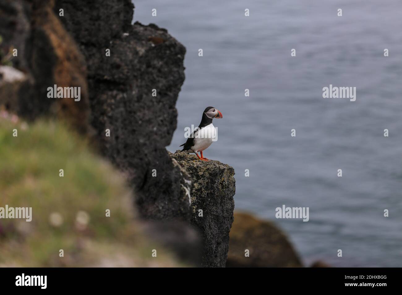 Puffin humour Banque de photographies et d’images à haute résolution ...