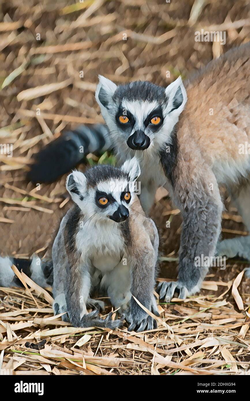 Madagascar, Nosy Be (Big Island) au large de la côte nord-ouest de la ...