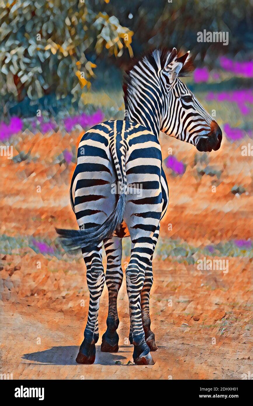 Motif zebre fluo Banque de photographies et d’images à haute résolution ...