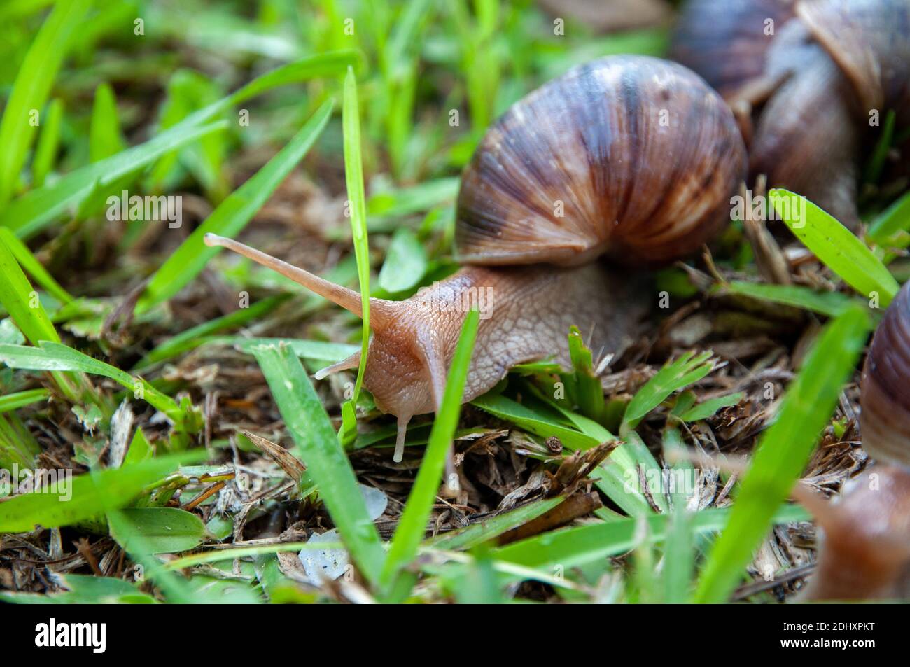 Escargot Géant Africain Banque d'image et photos - Alamy