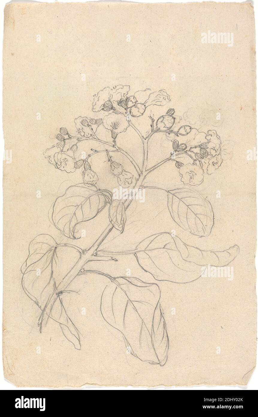 Cordia abyssinica Banque de photographies et d’images à haute ...