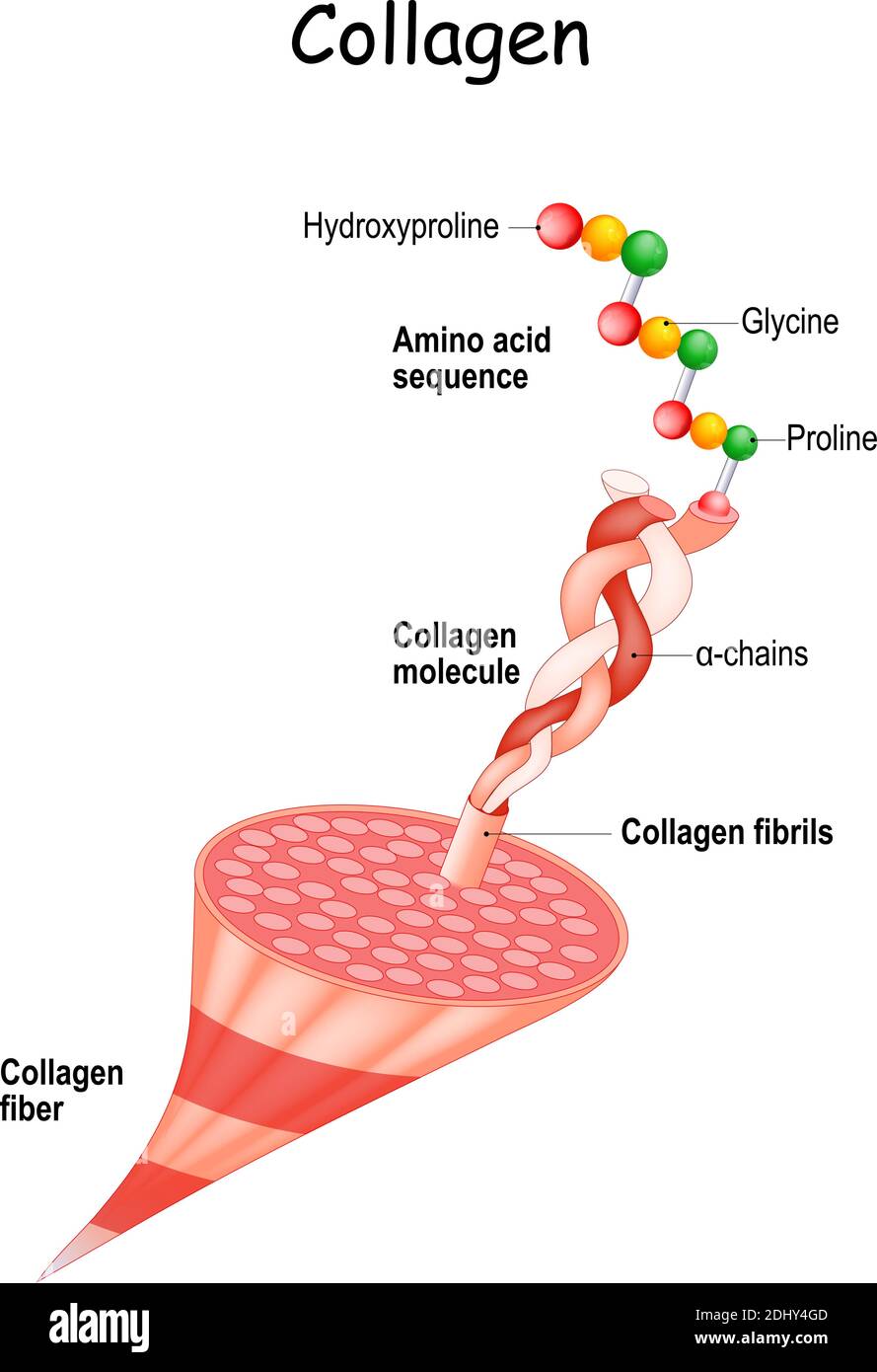 anatomie du collagène. Structure des fibres de collagène des fibrilles ...